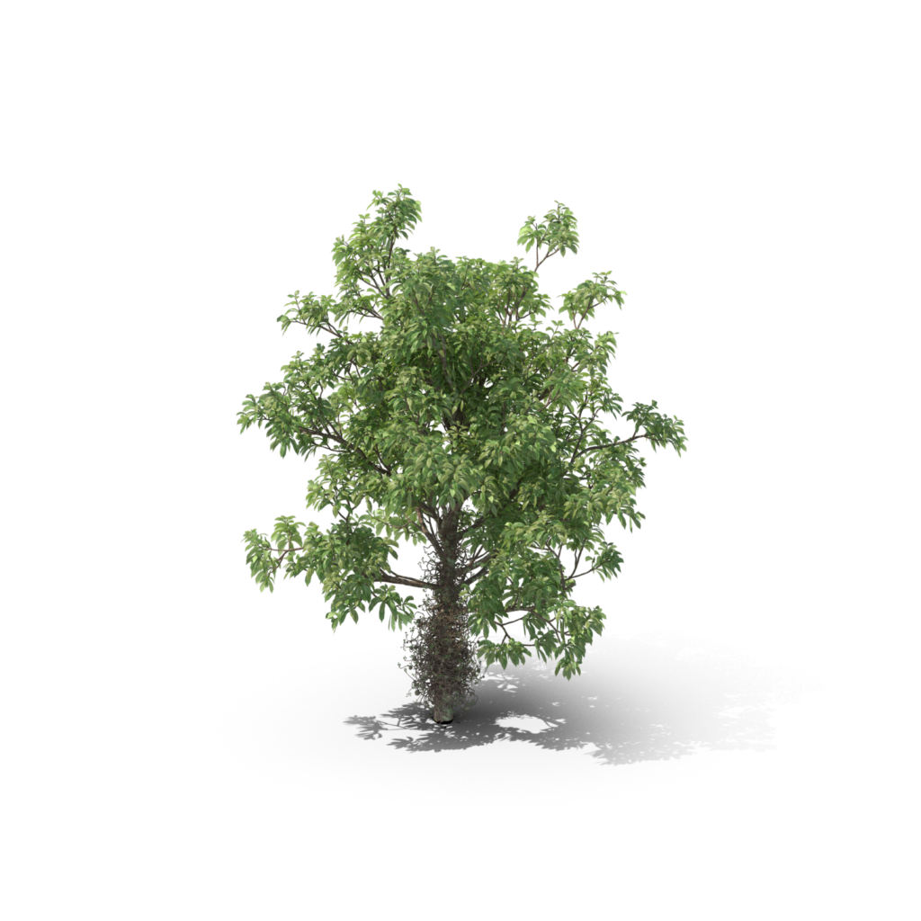 SILVERBACK HOME – Silverback