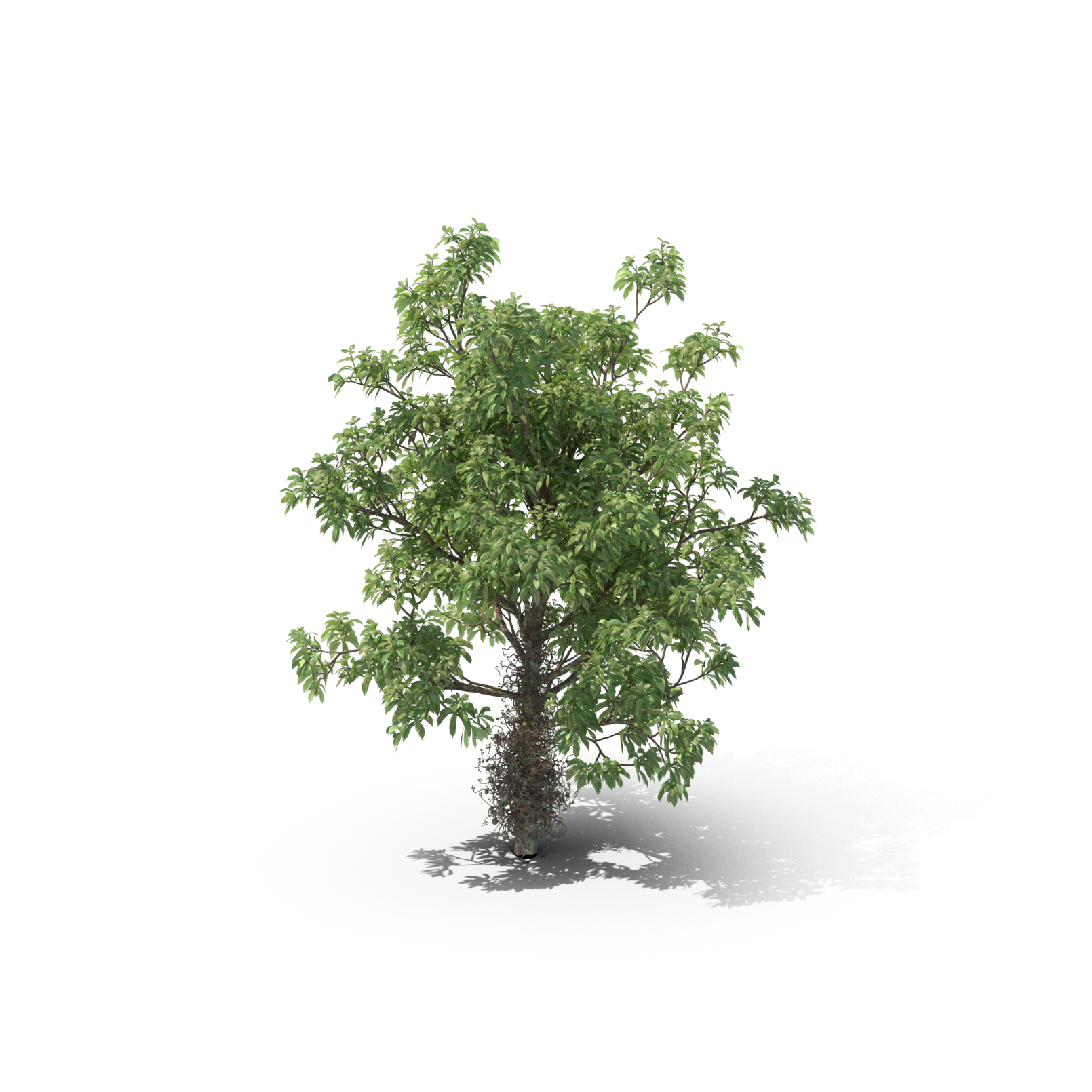 SILVERBACK HOME – Silverback